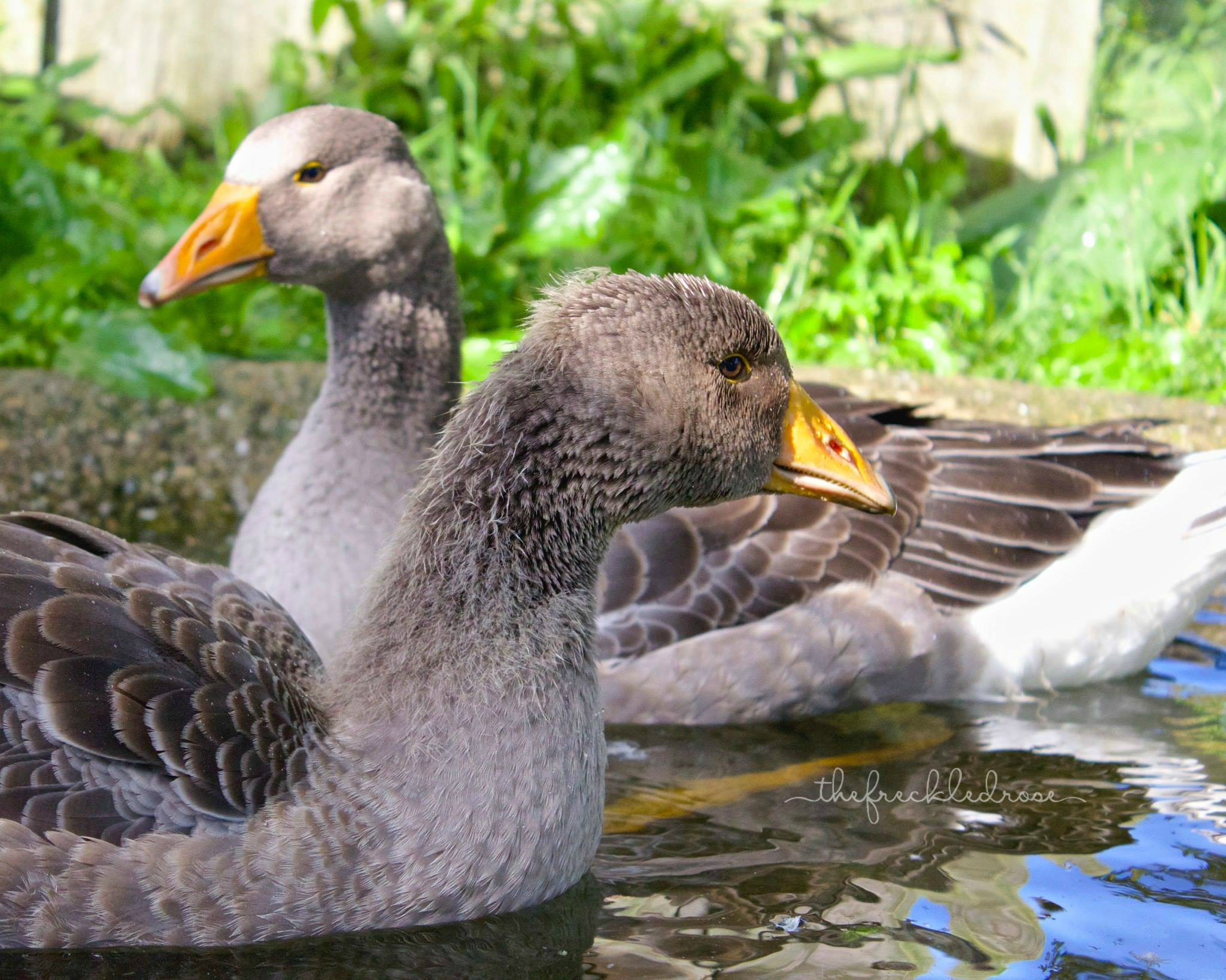 Raising Toulouse Geese | Angie The Freckled Rose