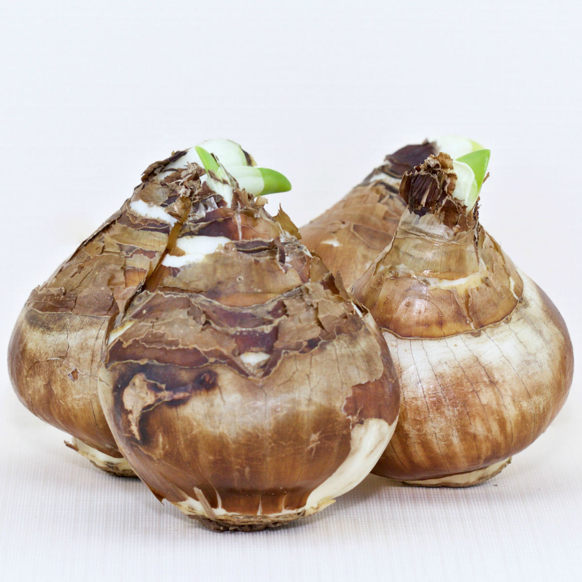 How To Grow Paperwhites With Giveaway! | Angie The Freckled Rose